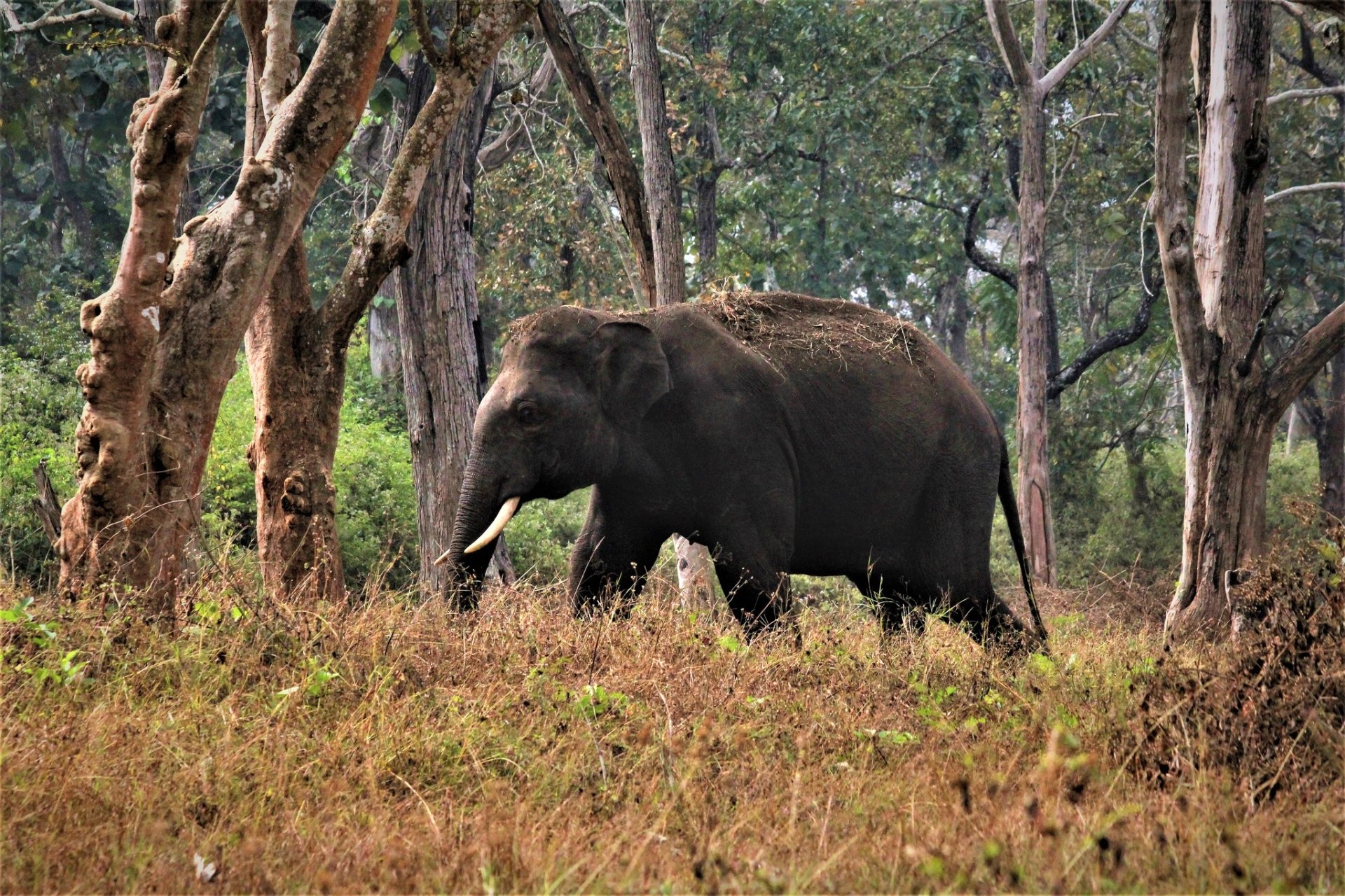 Download Animal Asian Elephant HD Wallpaper | 2048x1365 | Wallpaper Abyss