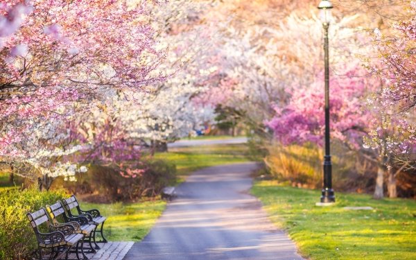 Spring Park in the Netherlands HD Wallpaper | Background Image | 3011x2000