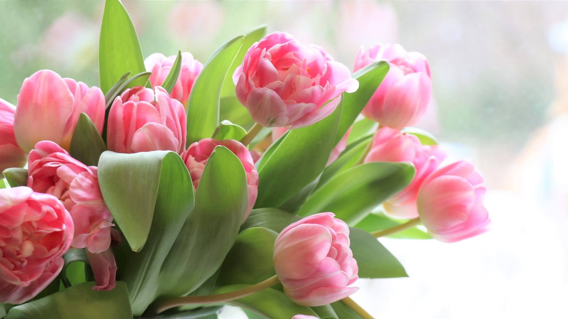 4K Ultra HD Pink Tulip Blossom – Nature’s Elegant Flower Beauty ...